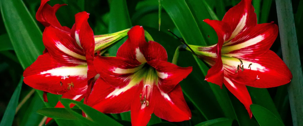 7 Essential Amaryllis Propagation Methods for Stunning Blooms - Muse ...