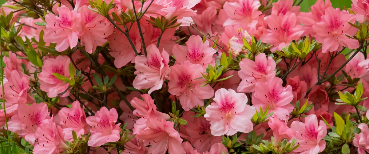 6 Proven Solutions for Azalea Shrub Common Problems - Muse Symphony