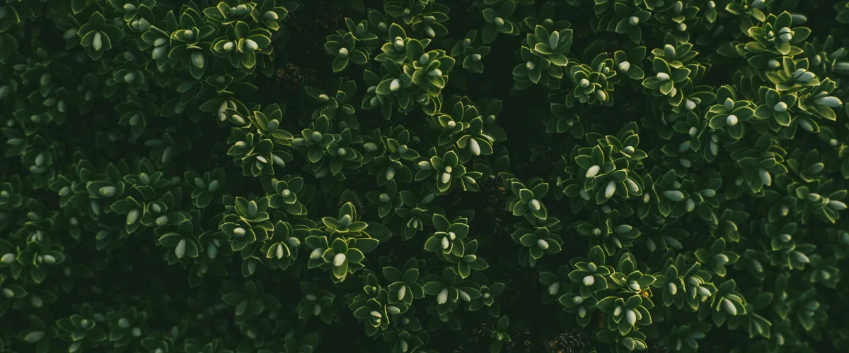 7 Effective Boxwood Shrub Fertilizer Tips for Thriving Plants - Muse ...