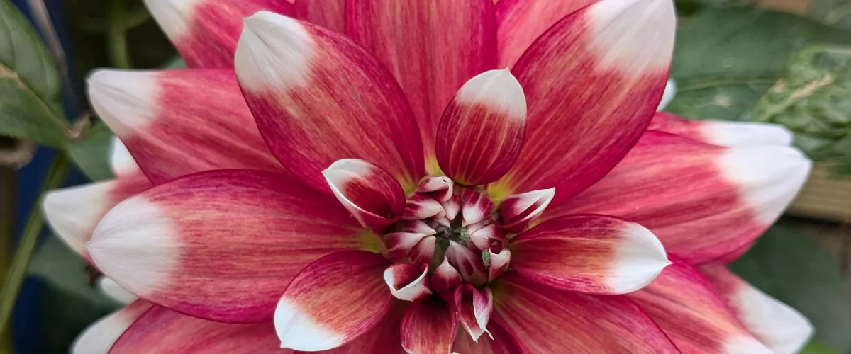 7 Effective Dahlia Propagation Methods for Lush Gardens - Muse Symphony