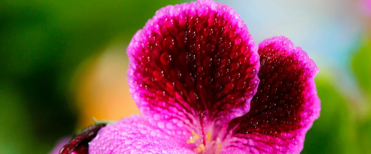 10 Essential Steps for a Perfect Geranium Watering Schedule - Muse Symphony