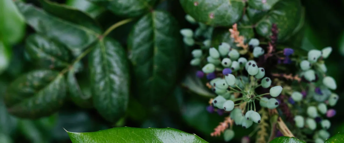 6 Essential Holly Bush Propagation Methods for Thriving Gardens - Muse ...