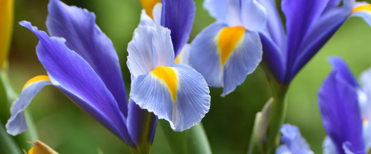 5 Essential Solutions for Iris Plant Common Problems - Muse Symphony