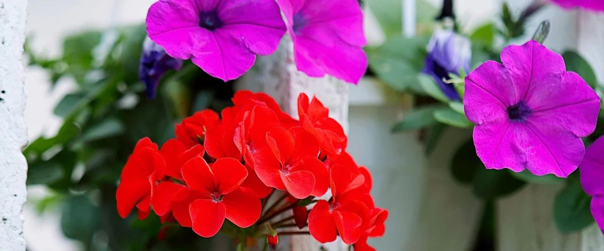7 Vibrant Color Combinations with Geraniums for Your Garden - Muse Symphony