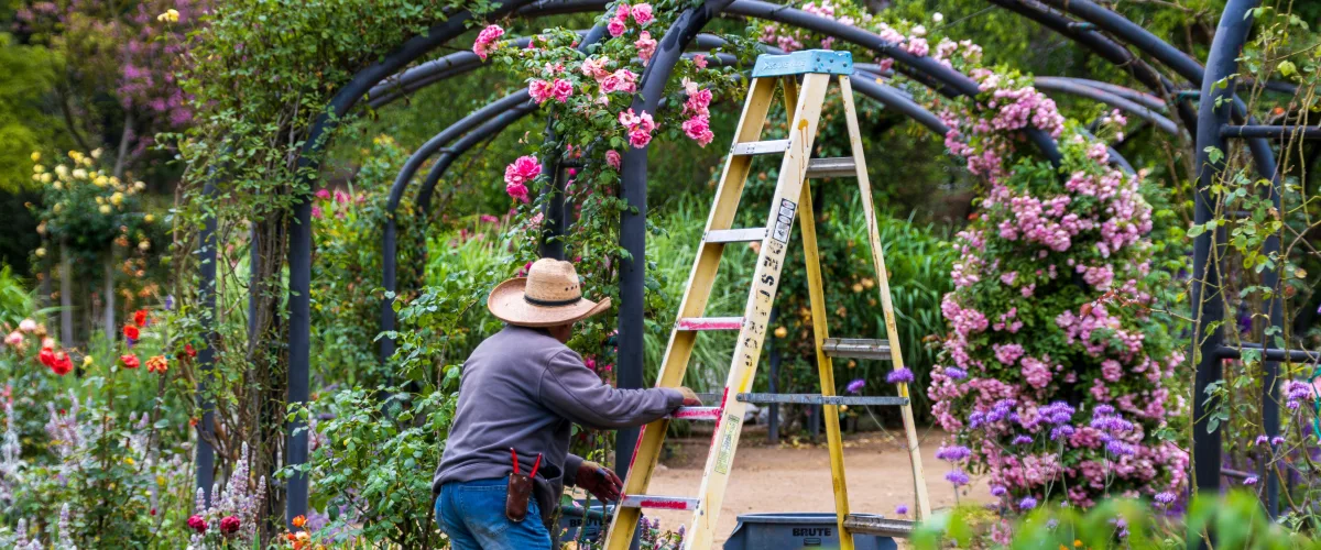 5 Essential Tips for Growing Low Maintenance Roses - Muse Symphony