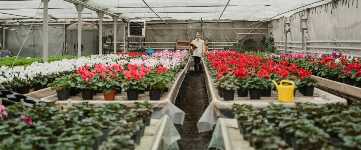 6 Essential Tips for Overwintering Begonias Successfully - Muse Symphony