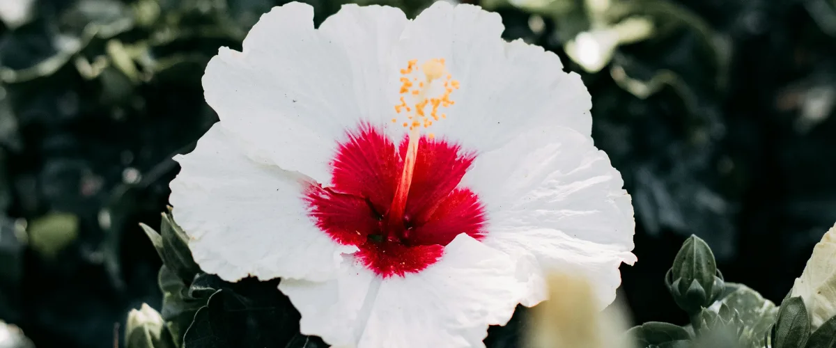 6 Steps to Successfully Overwintering Hibiscus Plants - Muse Symphony