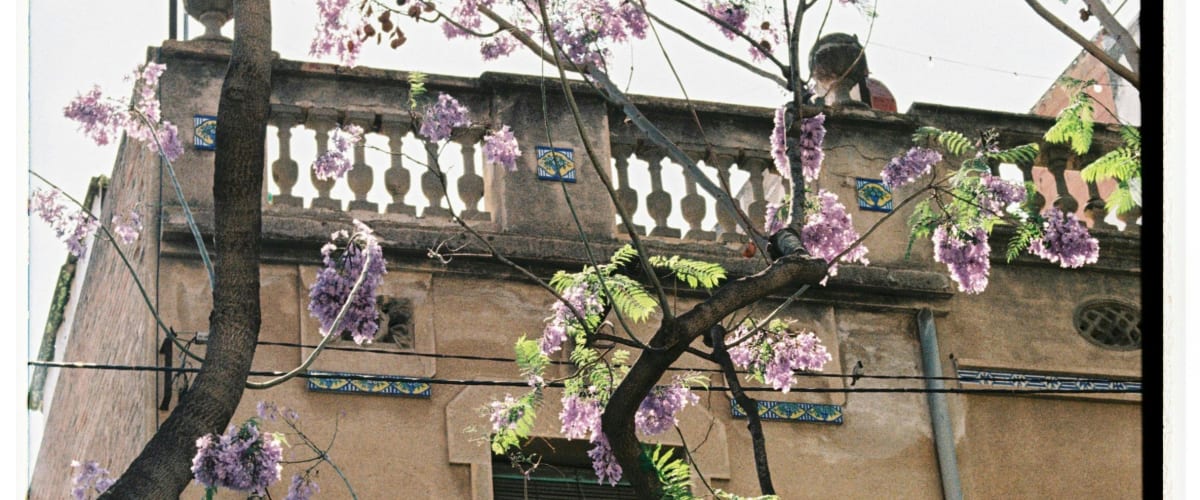 5 Essential Tips on Plant Spacing for Wisteria Vines - Muse Symphony