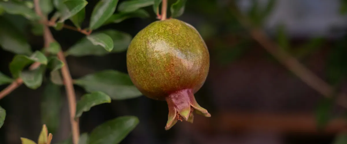 6 Key Insights on Top Setting Spray with Pomegranate Extract - Muse ...